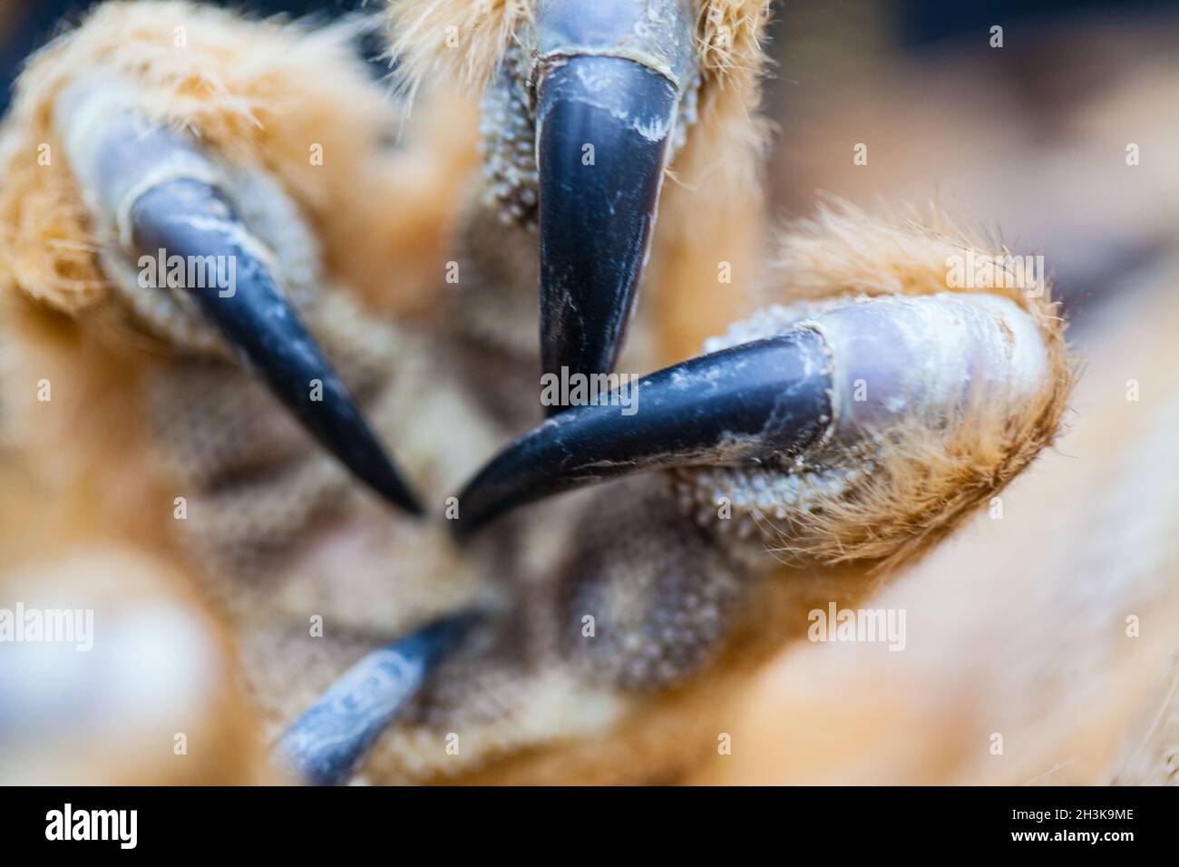 Horned Owl Claw Stock Photo - Alamy