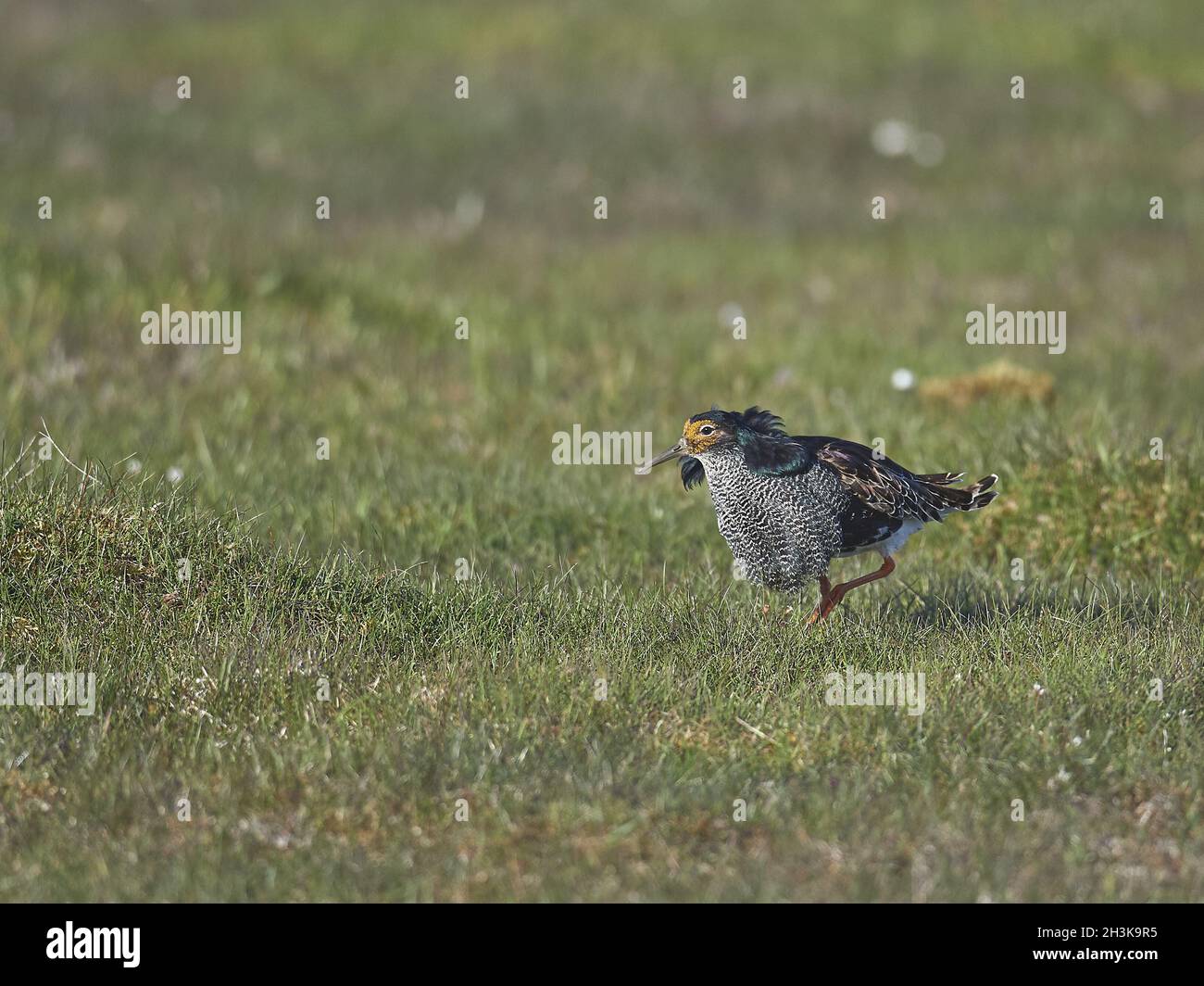 Ruff in hi-res stock photography and images - Alamy