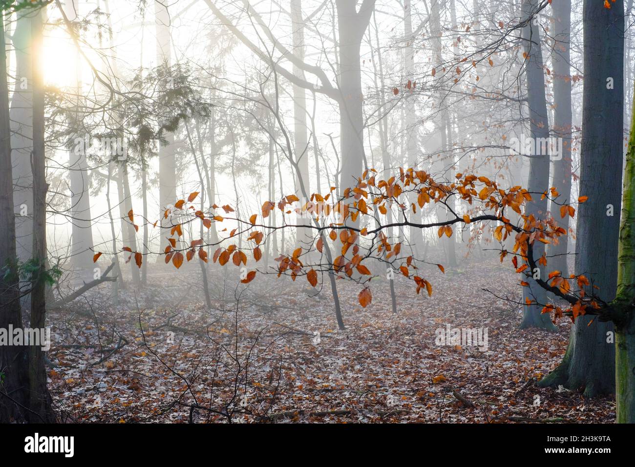 Beautiful misty scene hi-res stock photography and images - Alamy