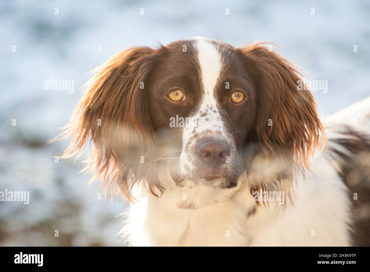 Munsterlander hunting hi-res stock photography and images - Alamy