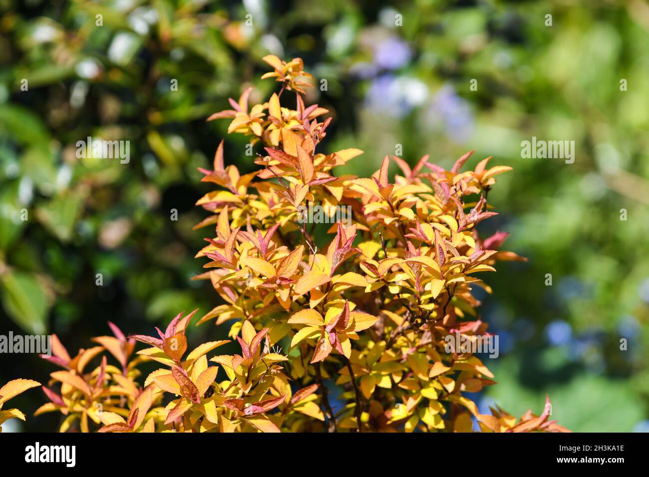spirea golden flame Stock Photo - Alamy