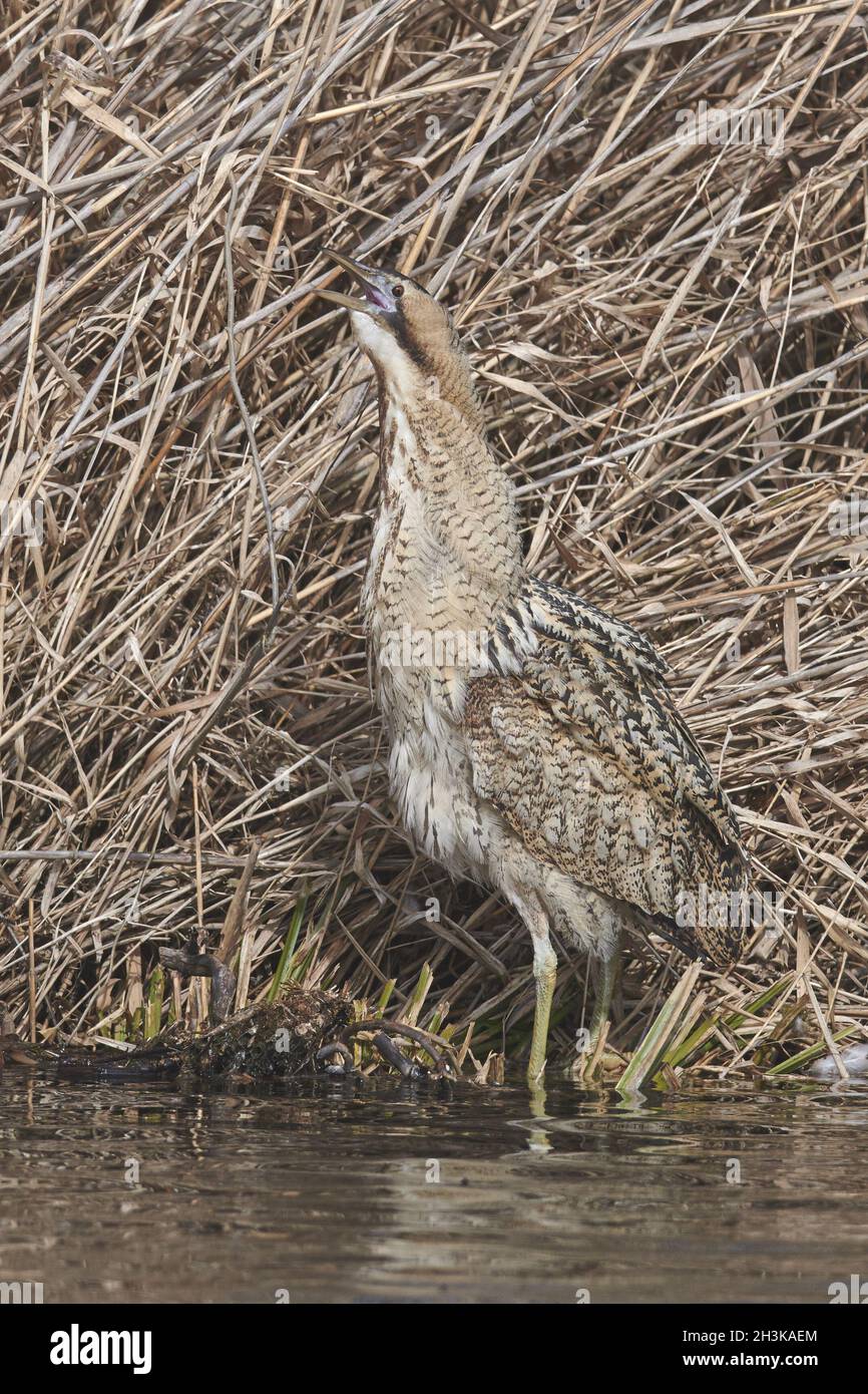 Common bittern, Botaurus stellaris Stock Photo - Alamy