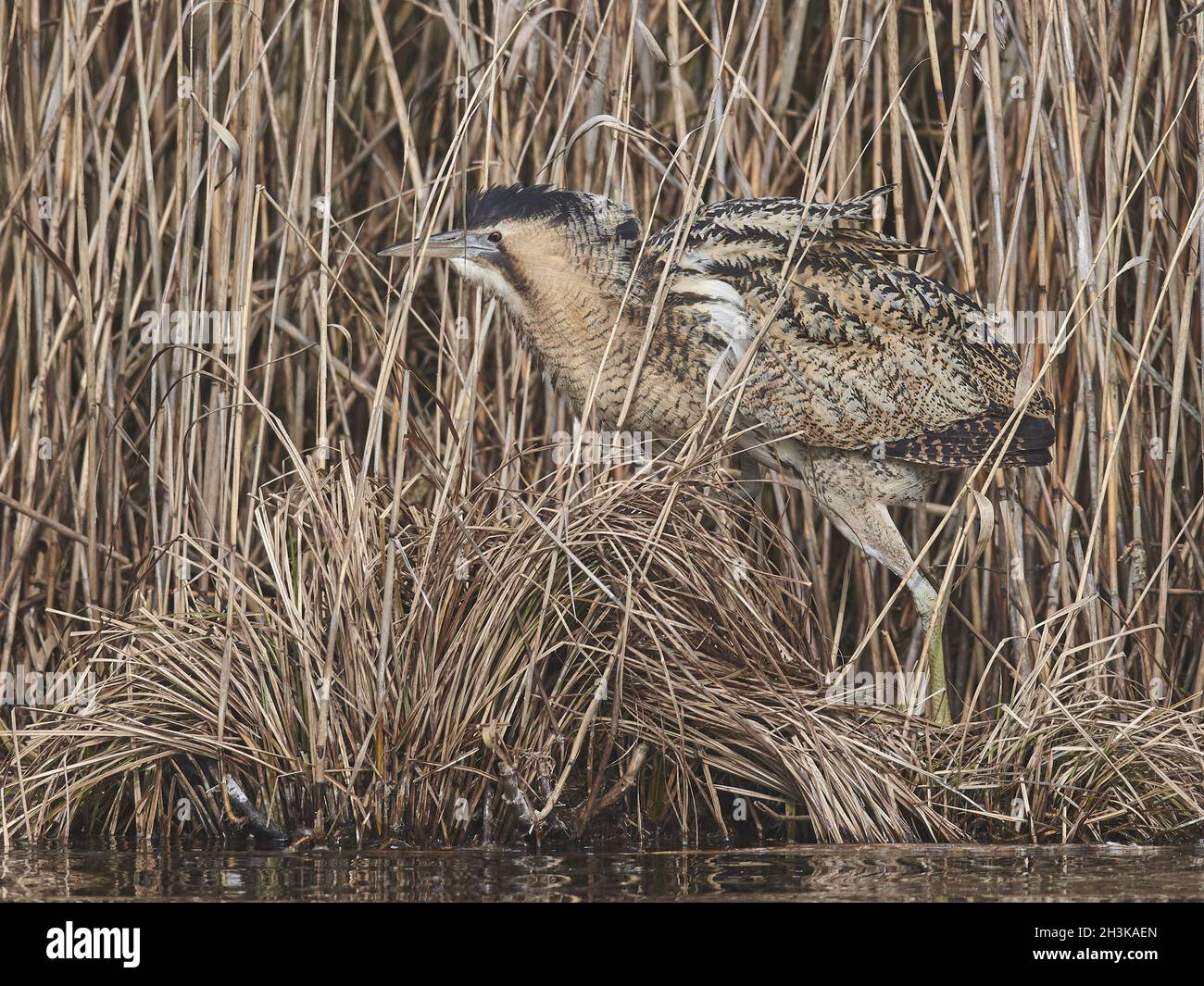 Common bittern, Botaurus stellaris Stock Photo - Alamy