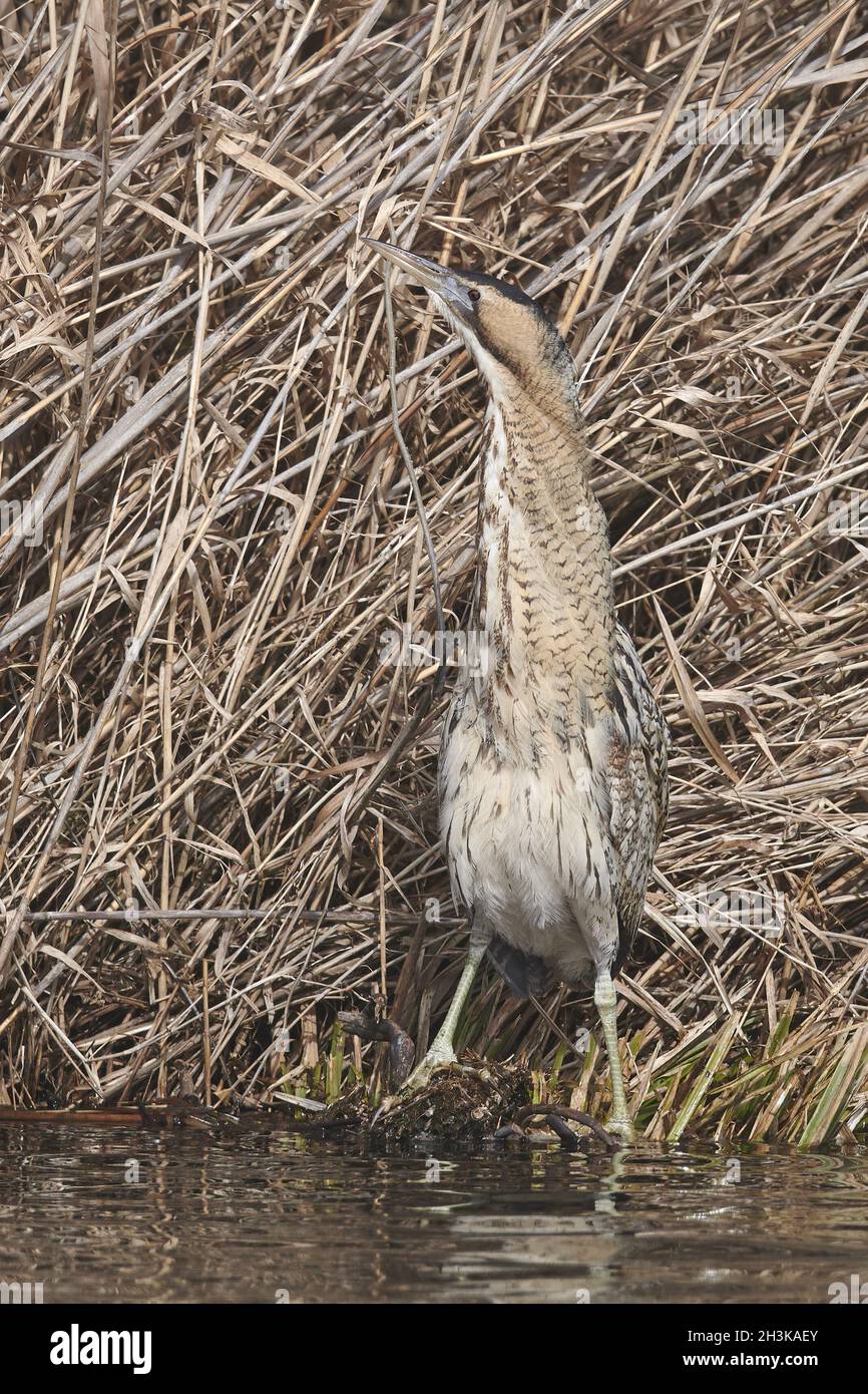 Common bittern, Botaurus stellaris Stock Photo - Alamy