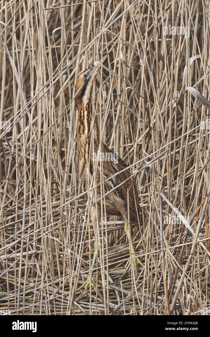 Common bittern, Botaurus stellaris Stock Photo - Alamy