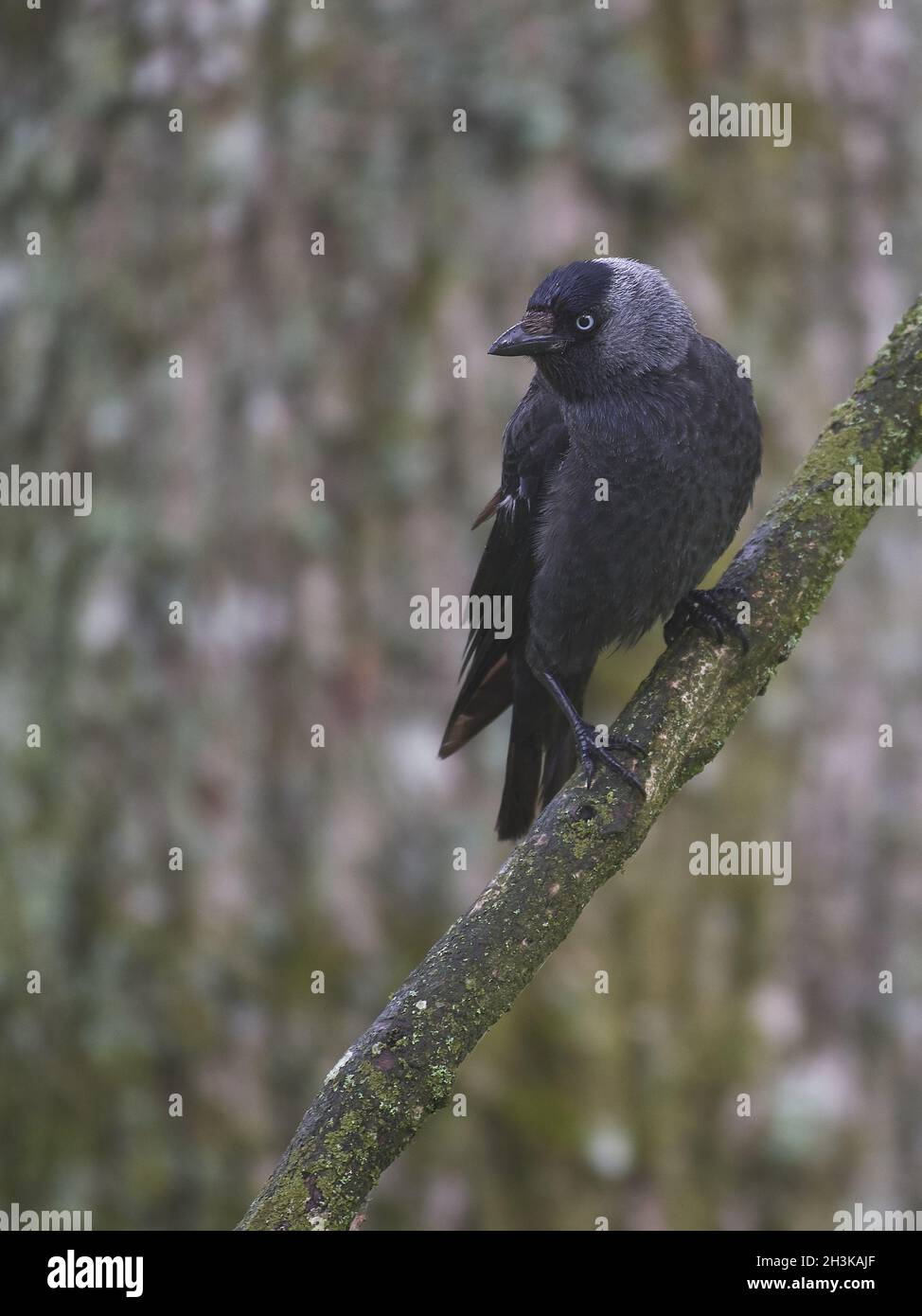 Jackdaw jackdaw hi-res stock photography and images - Alamy