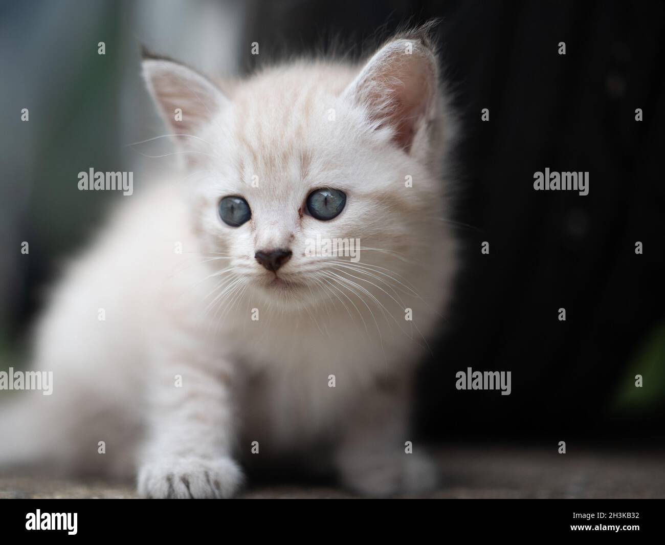 Adorable little kitten Stock Photo - Alamy