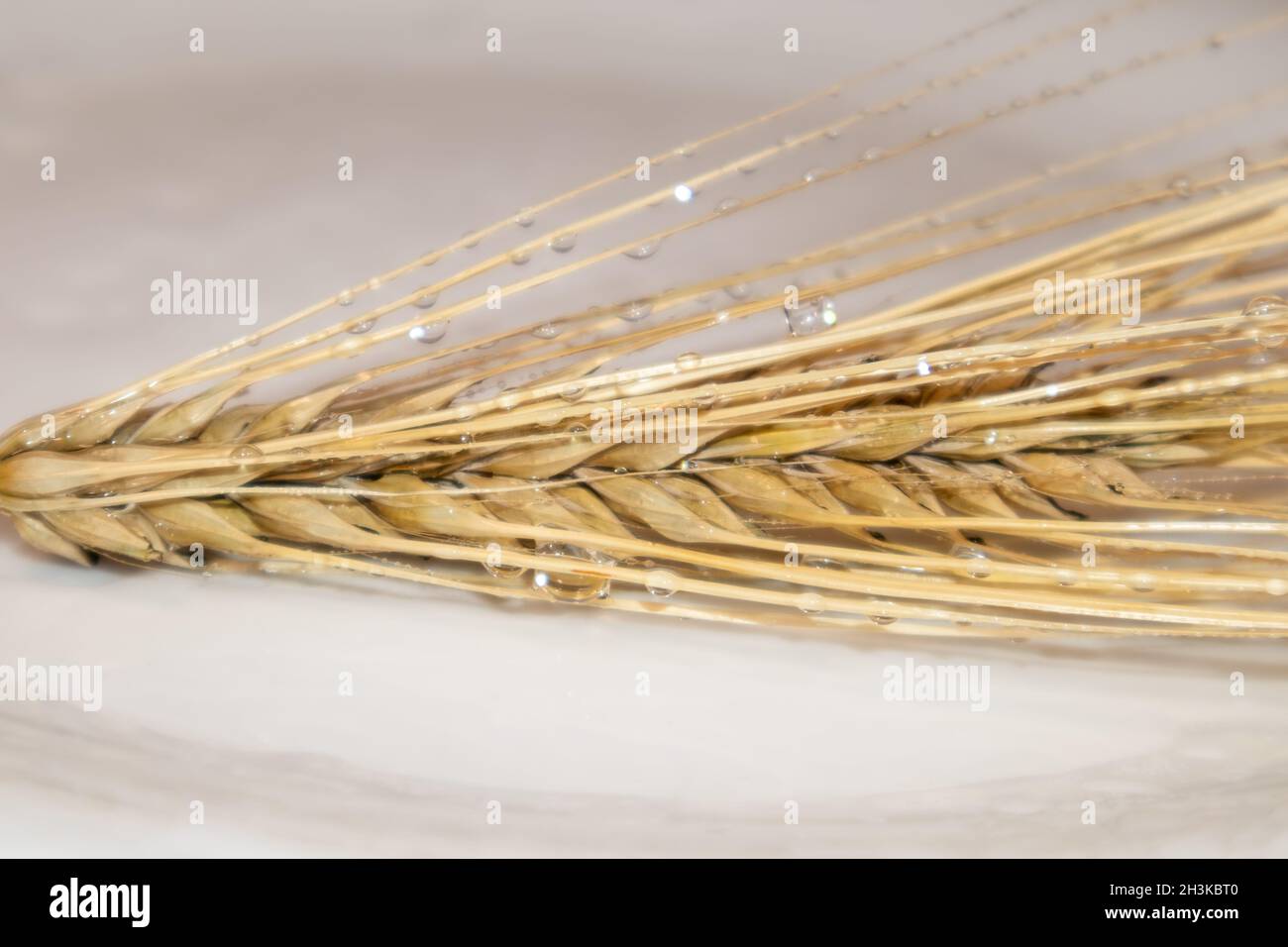 Gold dry wheat straws ears with shiny water droplet close-up on white ...