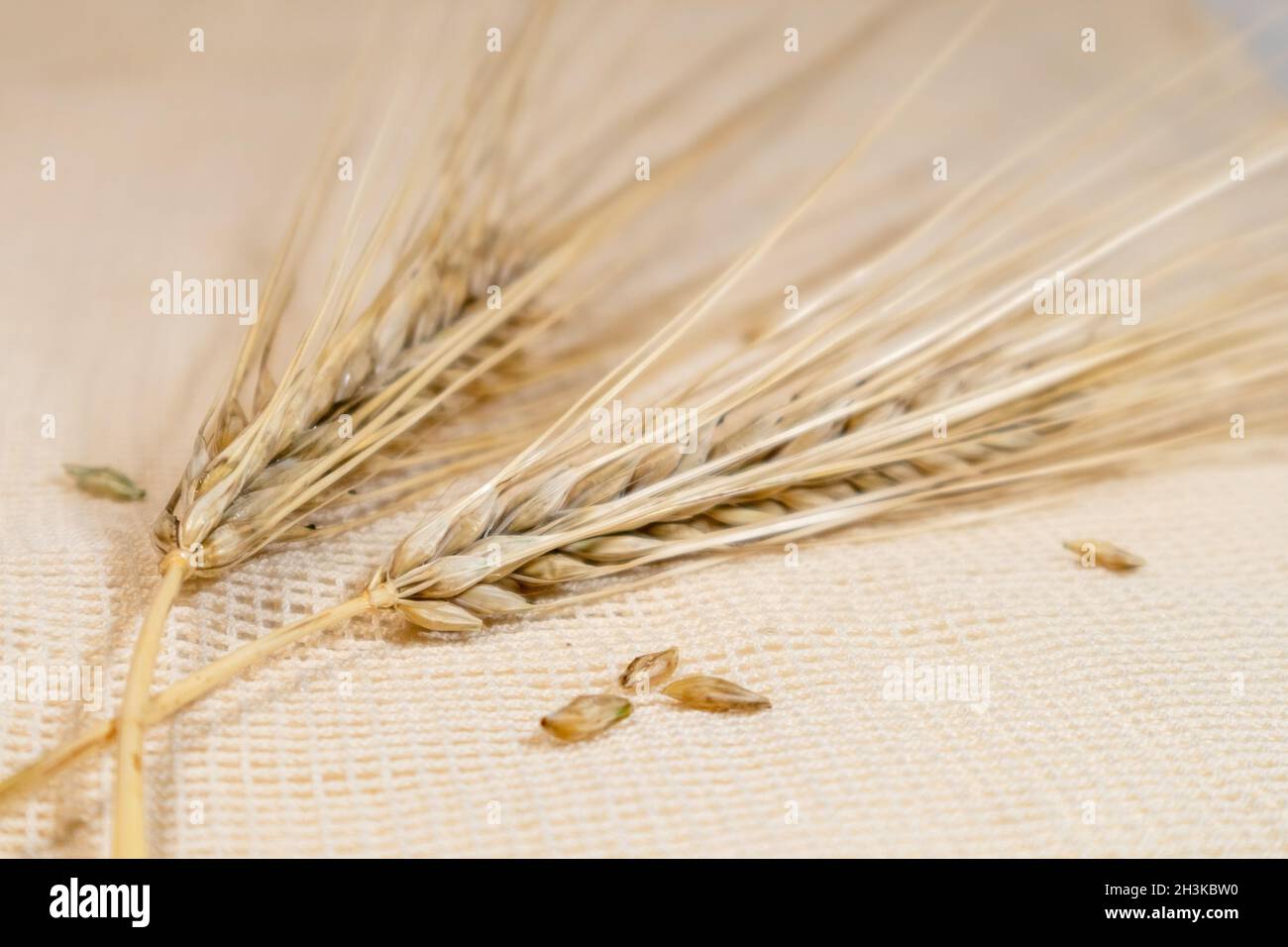 Gold dry wheat straws ears on rough fabric sackcloth background ...