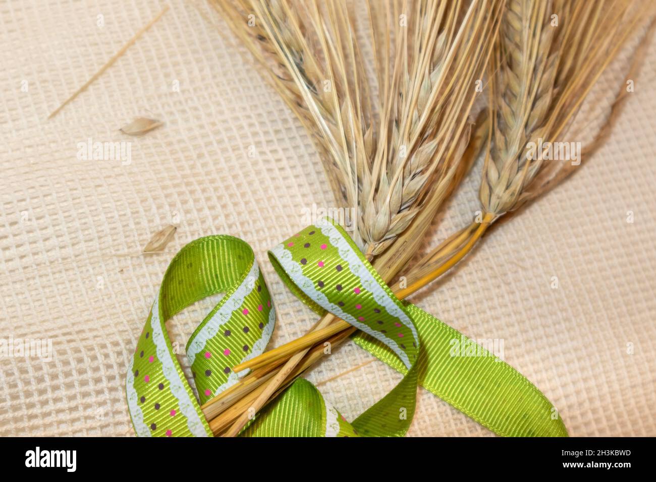 Gold dry wheat straws spikes and seeds with festive green ribbon on ...