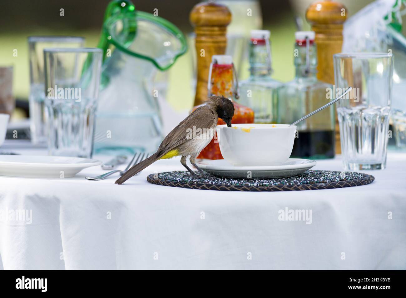 Common or dark capped Bulbul (Pycnonotus barbatus) searching for food ...
