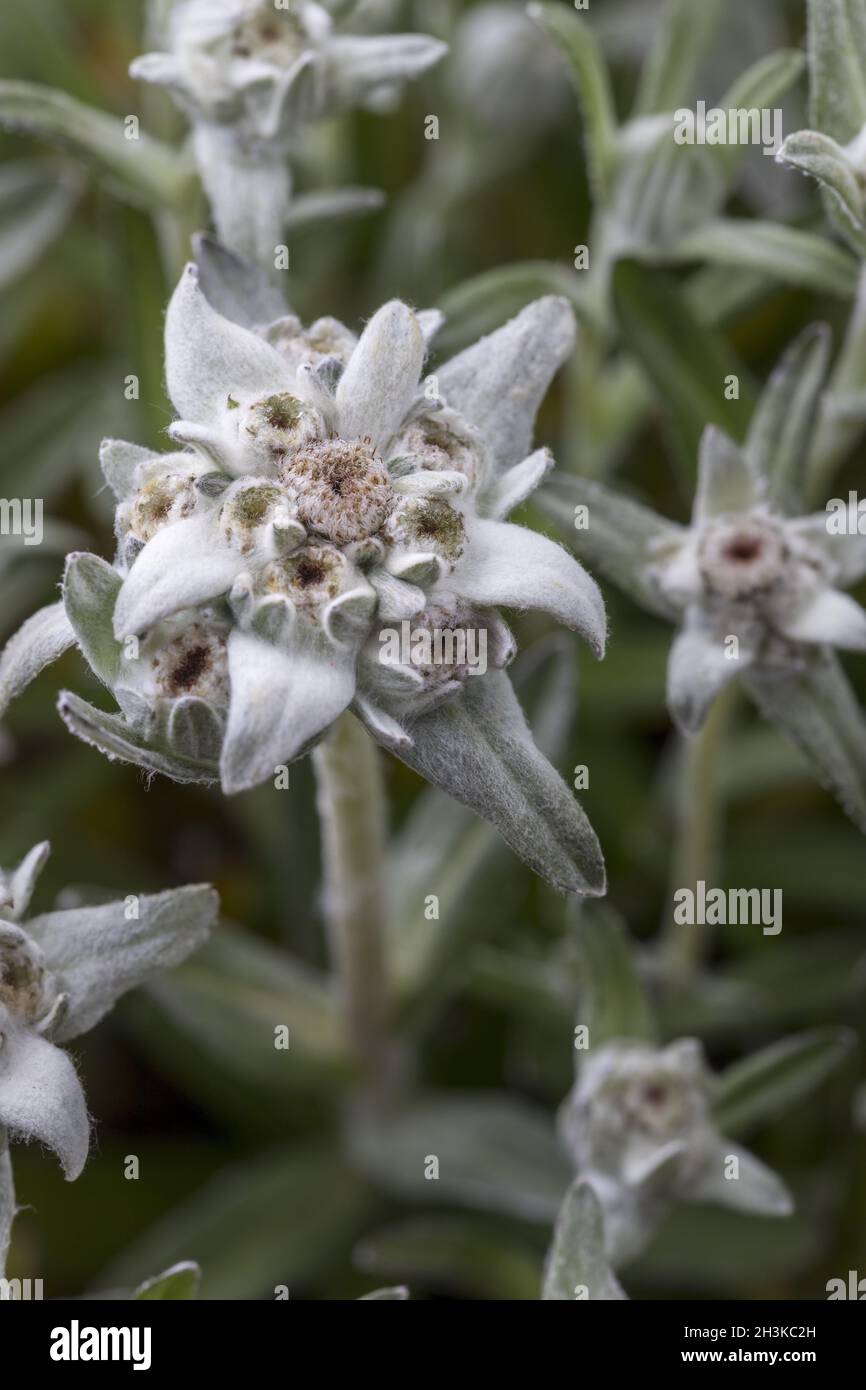 Close up of an edelweiss flower hi-res stock photography and images - Alamy