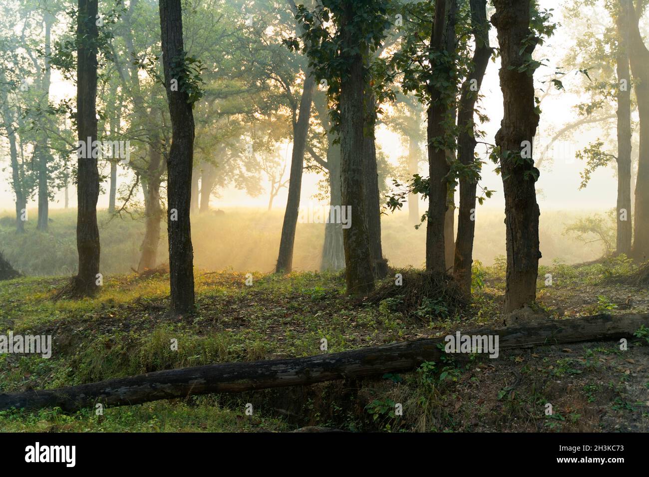 Kanha National Park jungle showing the dense forest trees early morning ...