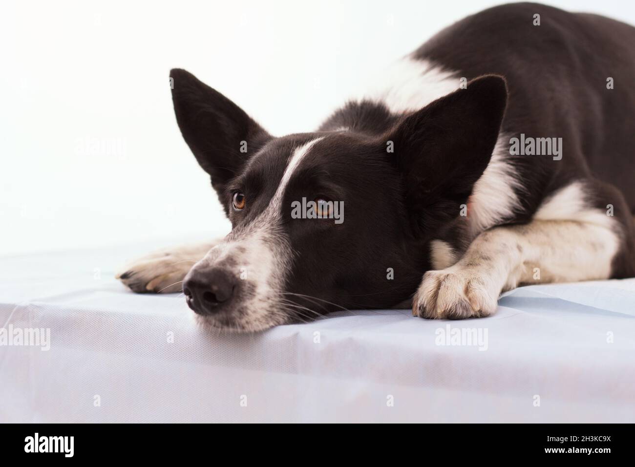 Dog on isolated white background Stock Photo - Alamy