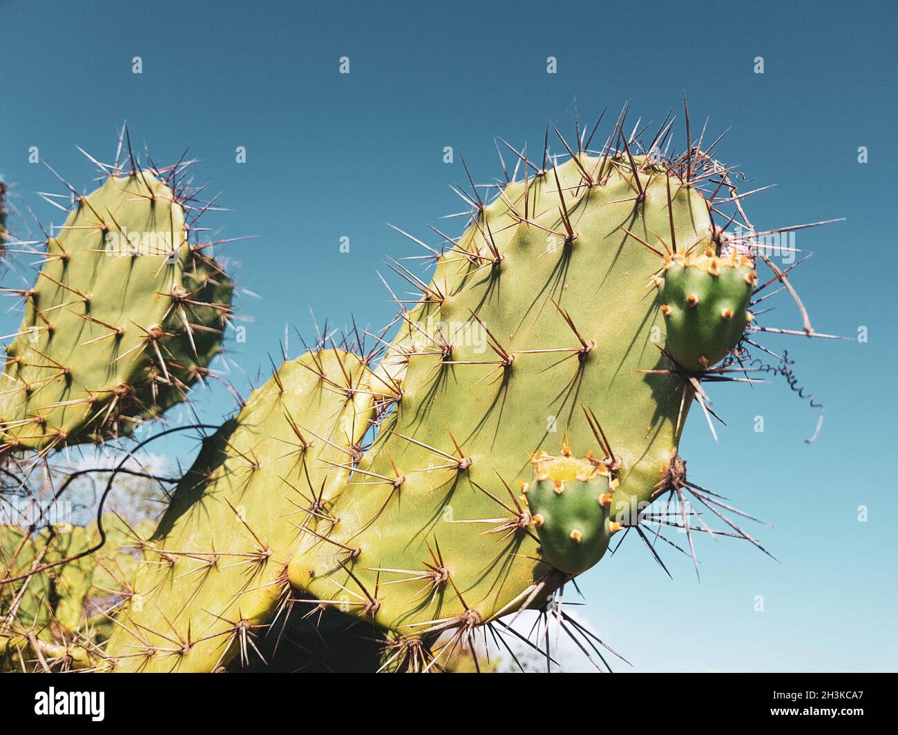 Cactus plants of tropical island Bali Stock Photo - Alamy