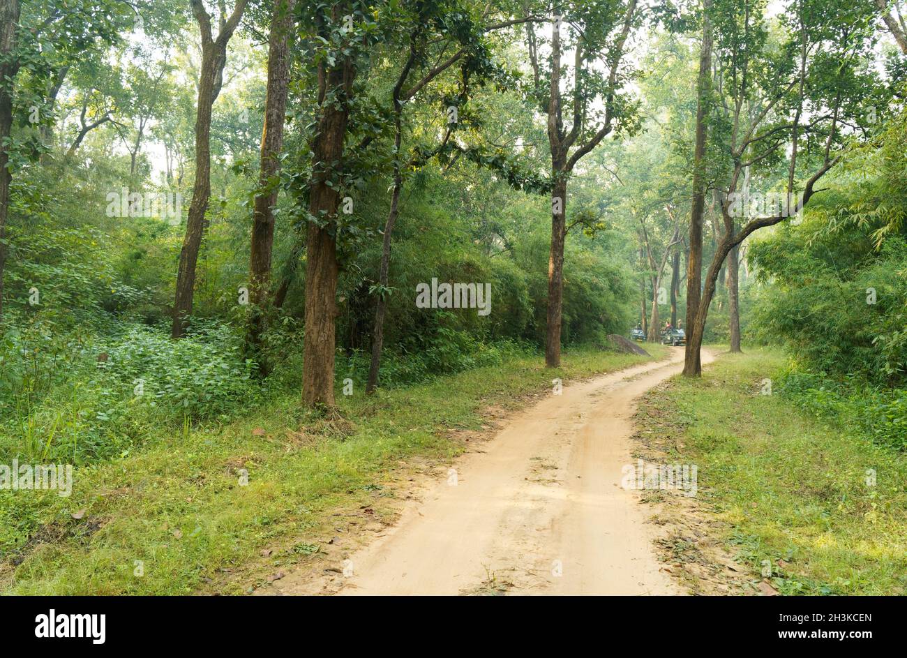 Kanha National Park jungle showing the dense forest trees early morning ...