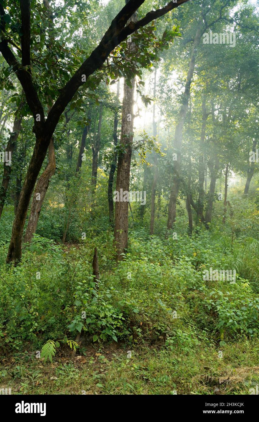 Kanha National Park jungle showing the dense forest trees early morning ...