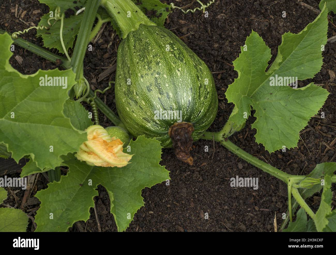 Squash growing on the vegetable bed in the garden Stock Photo - Alamy