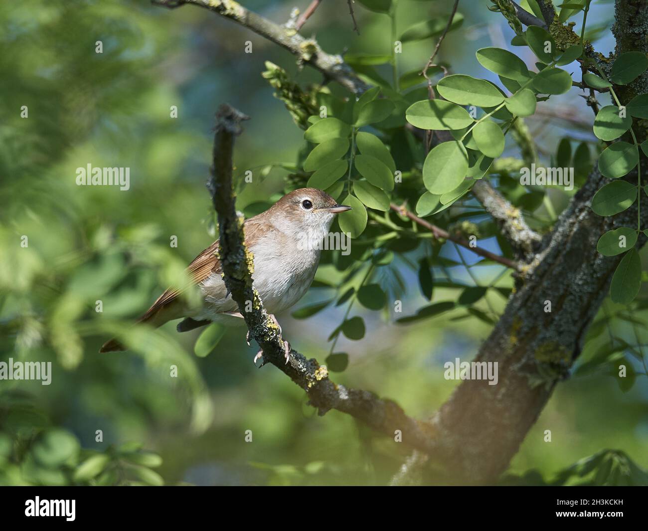 Rufous nightingales luscinia megarhynchos hi-res stock photography and ...