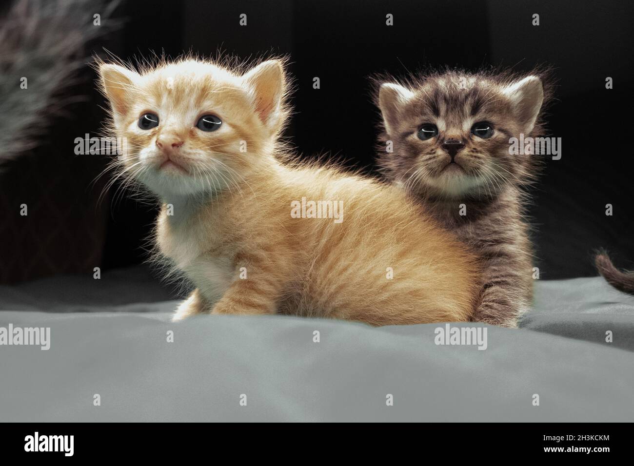 Kittens that are real hi-res stock photography and images - Alamy