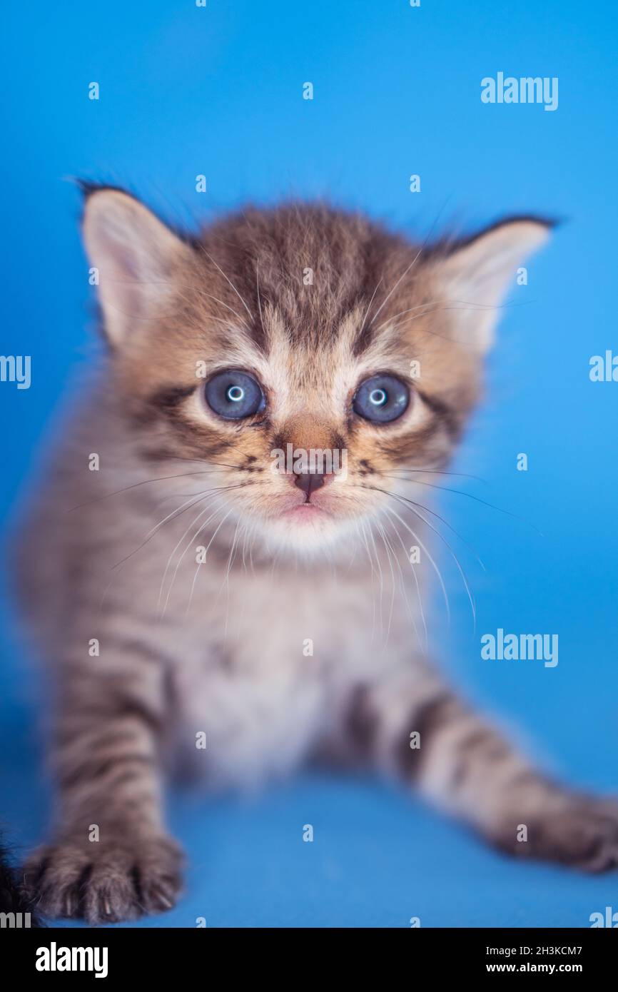 Adorable little kitten Stock Photo - Alamy