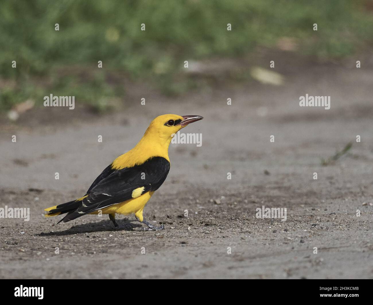 (Eurasian) golden oriole, Oriolus oriolus Stock Photo - Alamy