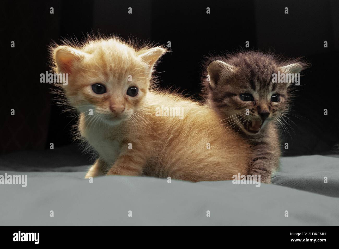 Adorable kittens hi-res stock photography and images - Alamy