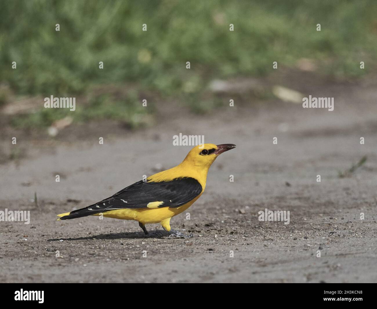 Pirol hi-res stock photography and images - Alamy