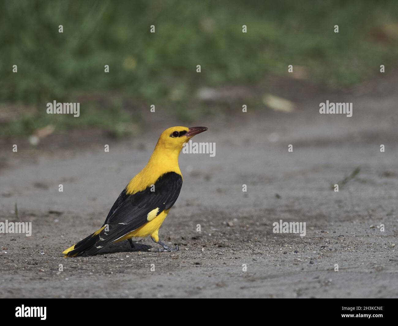 Pirol hi-res stock photography and images - Alamy