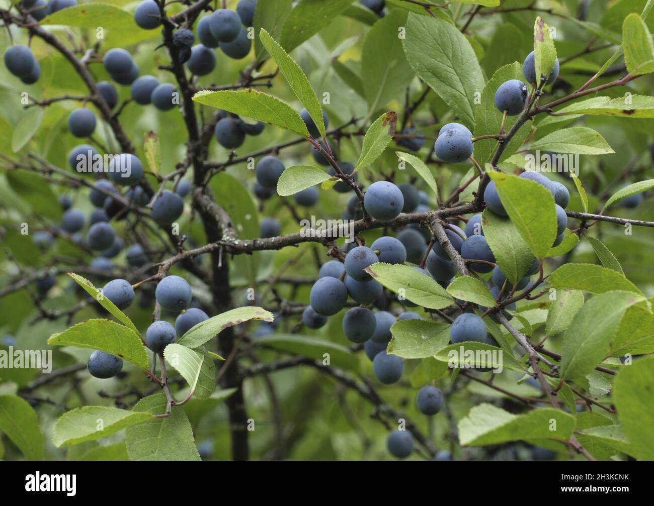 Blue berries growing in forest hi-res stock photography and images - Alamy