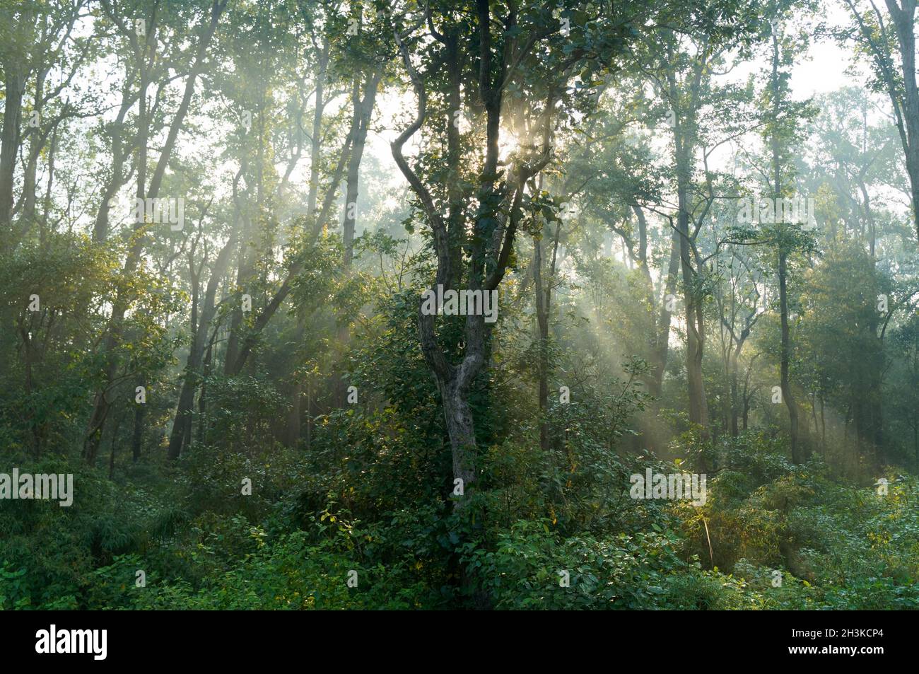 Kanha National Park jungle showing the dense forest trees early morning ...