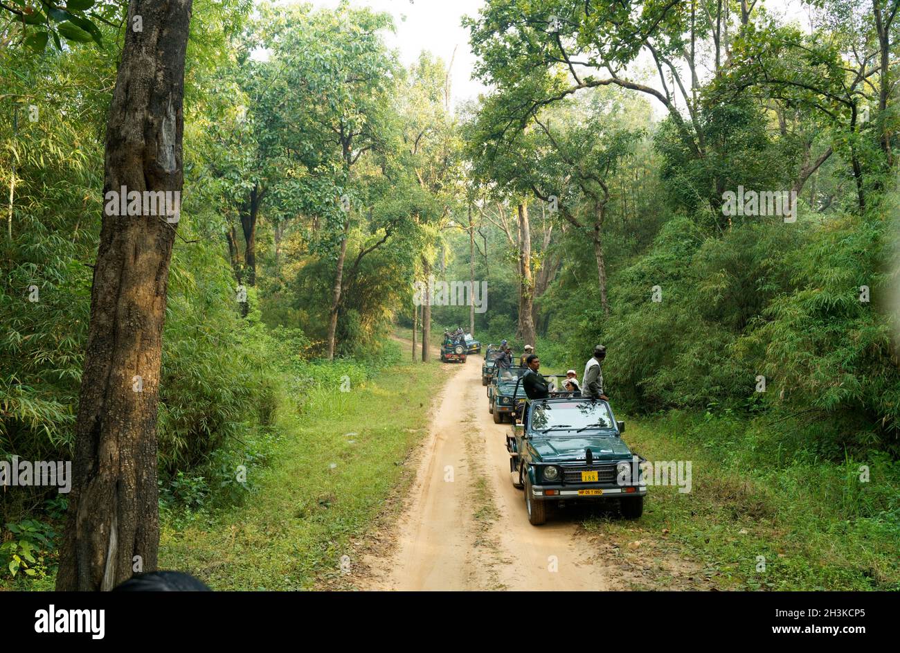 Kanha National Park jungle showing the dense forest trees early morning ...