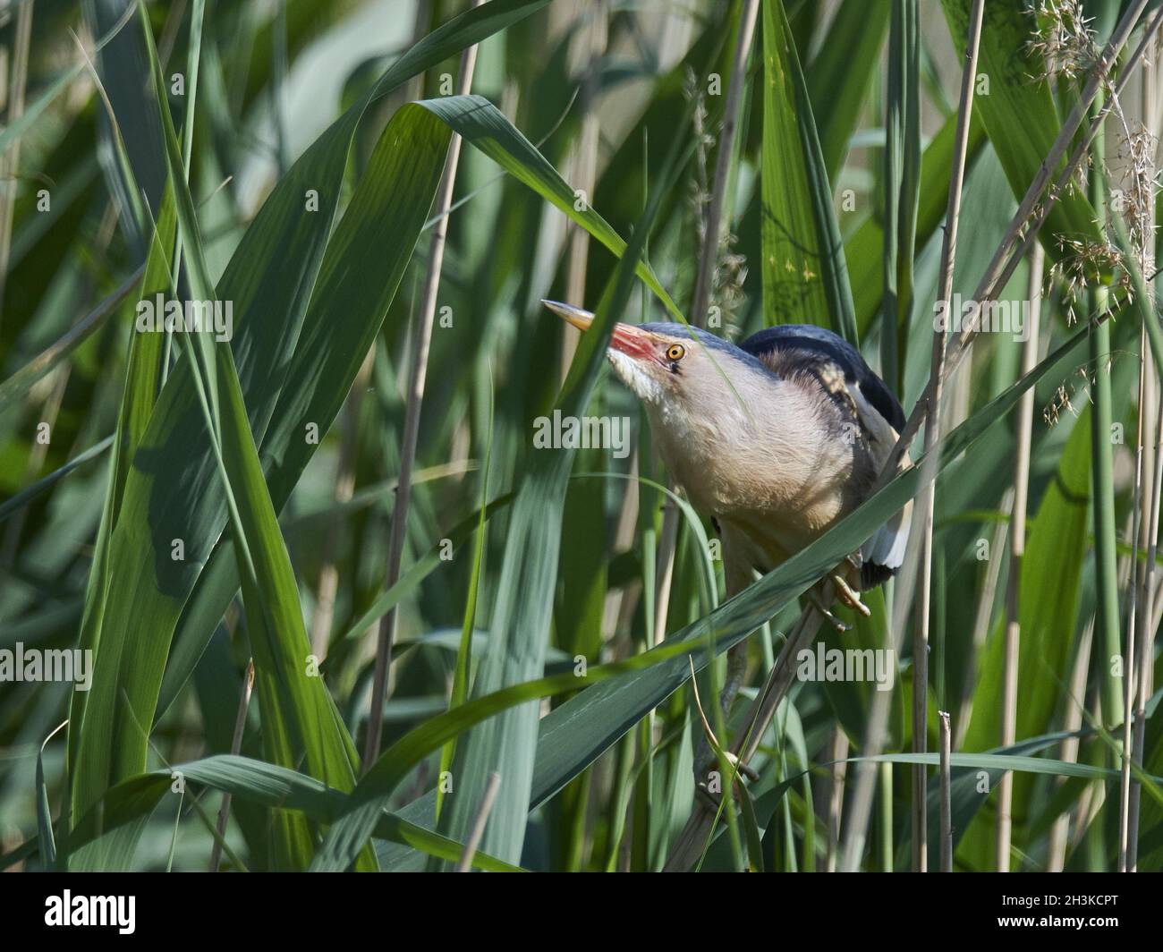 Bittern area hi-res stock photography and images - Alamy
