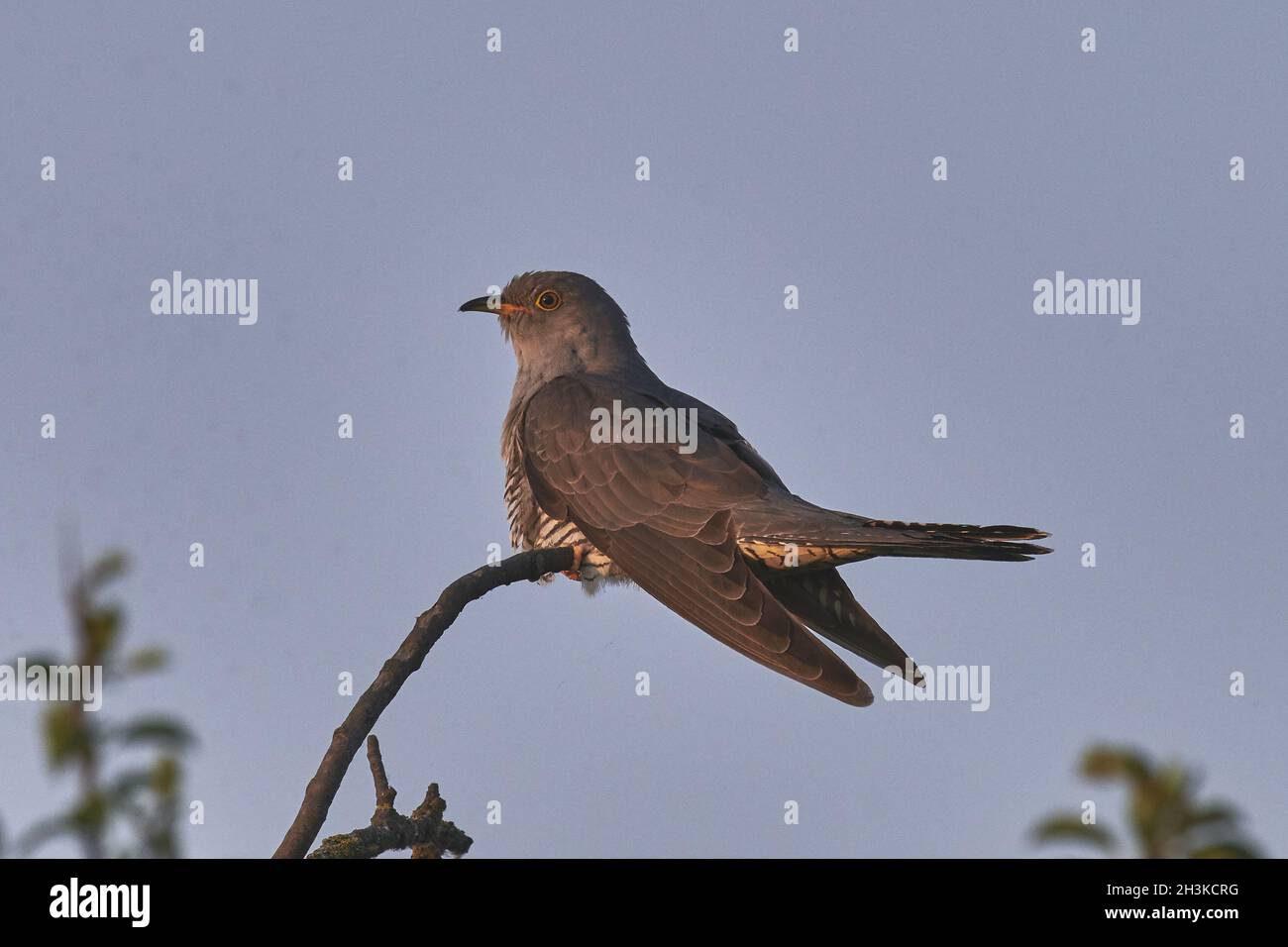 Reed warblers cuckoos hi-res stock photography and images - Alamy