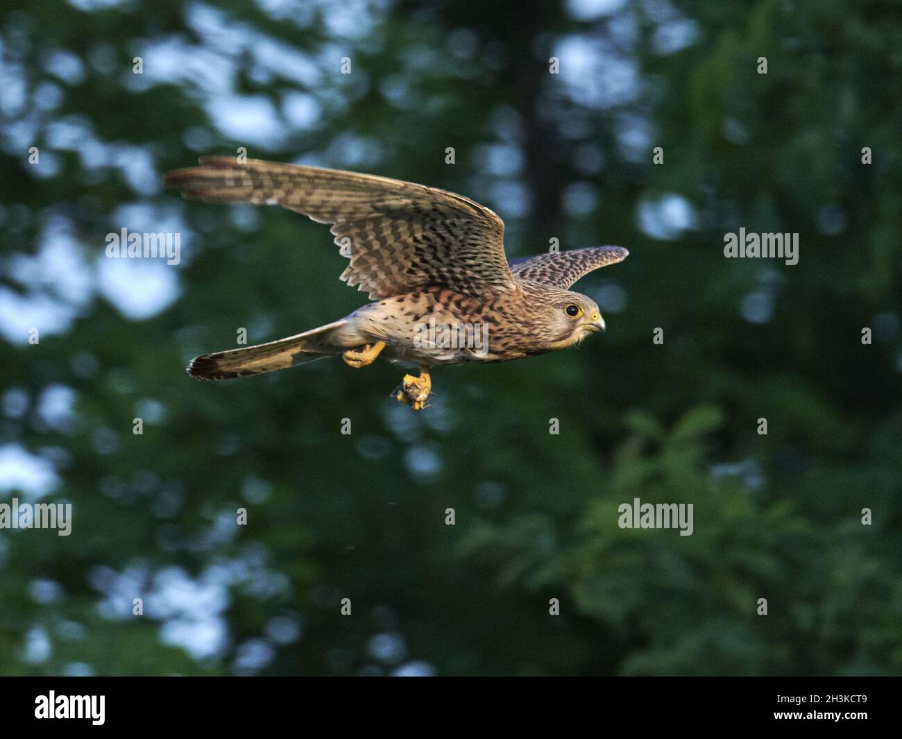 E falconinae hi-res stock photography and images - Alamy
