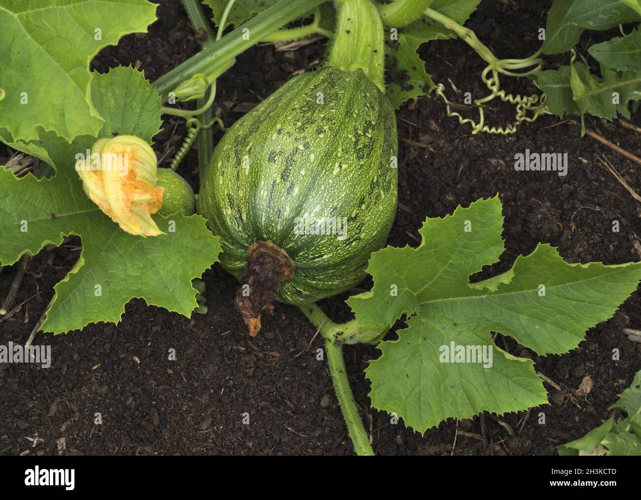 Squash growing on the vegetable bed in the garden Stock Photo - Alamy