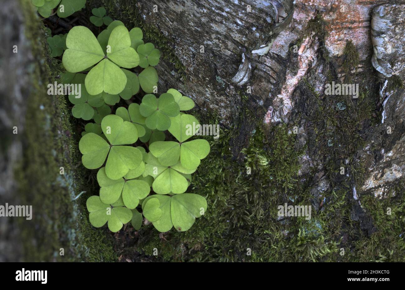 Sorrel tree hi-res stock photography and images - Alamy