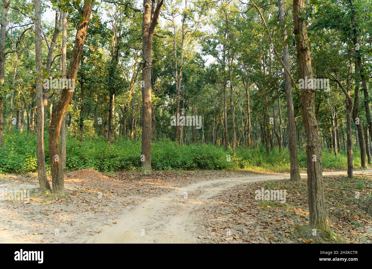 Kanha National Park jungle showing the dense forest trees early morning ...