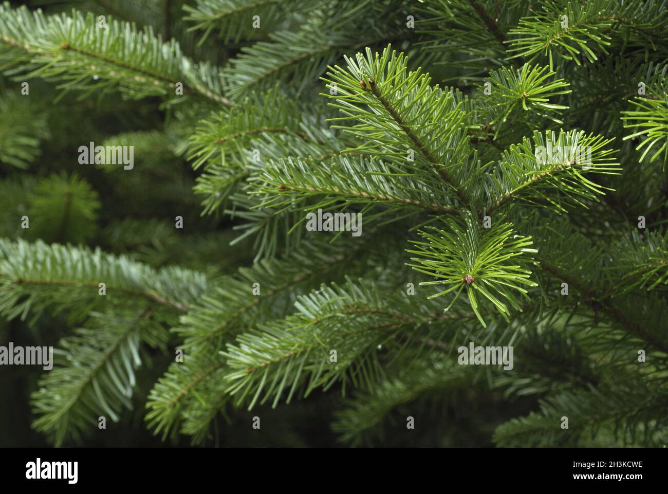 Spruce tree branches close-up. Christmas background Stock Photo - Alamy