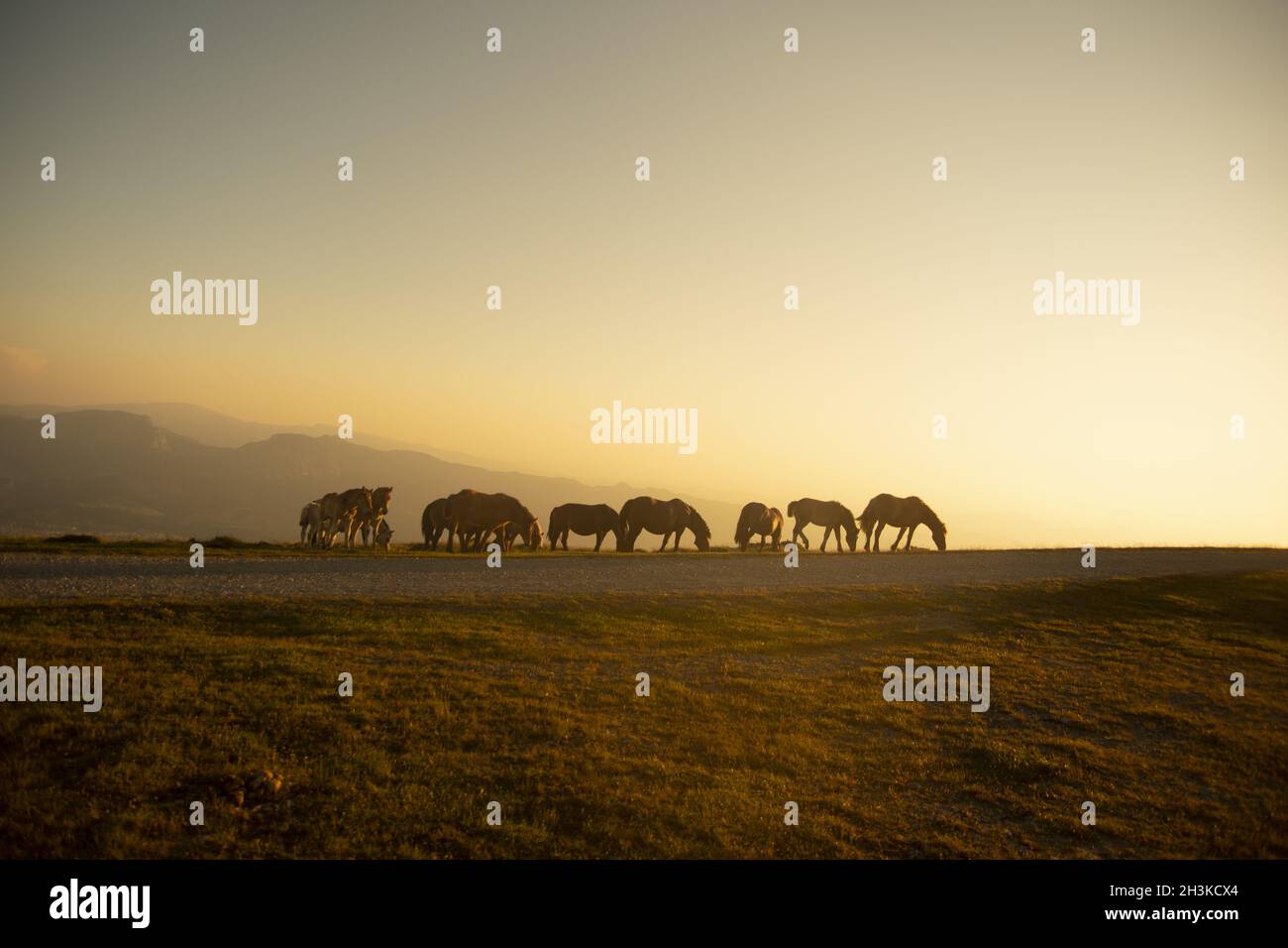 Animal pacing hi-res stock photography and images - Alamy