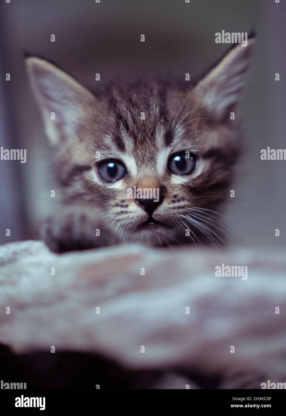 Adorable little kitten Stock Photo - Alamy