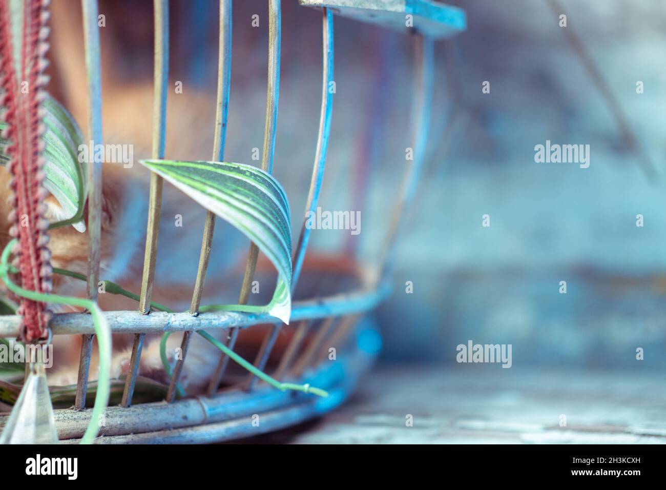Empty bird cage hi-res stock photography and images - Alamy