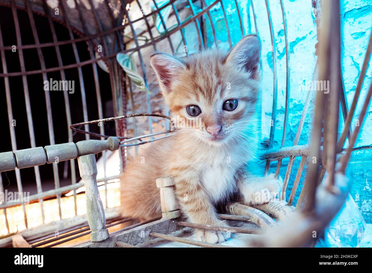 Cute light little kitten hi-res stock photography and images - Alamy