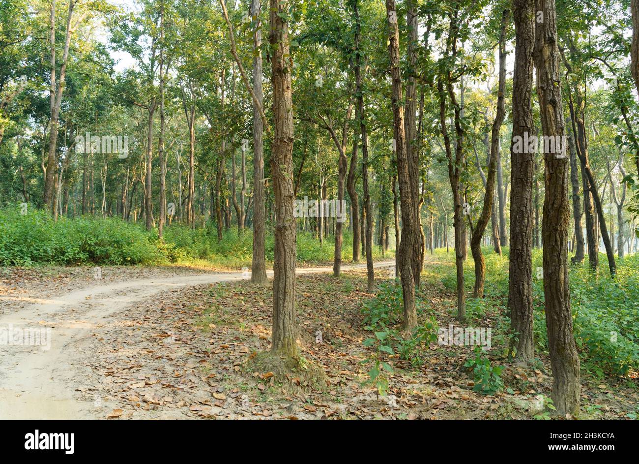 Kanha National Park jungle showing the dense forest trees early morning ...