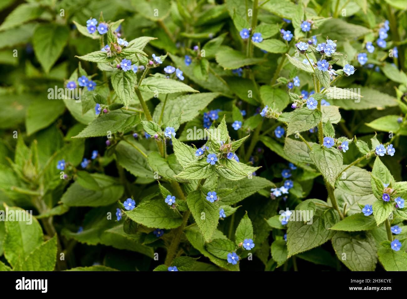 Green alkanet in garden hi-res stock photography and images - Alamy