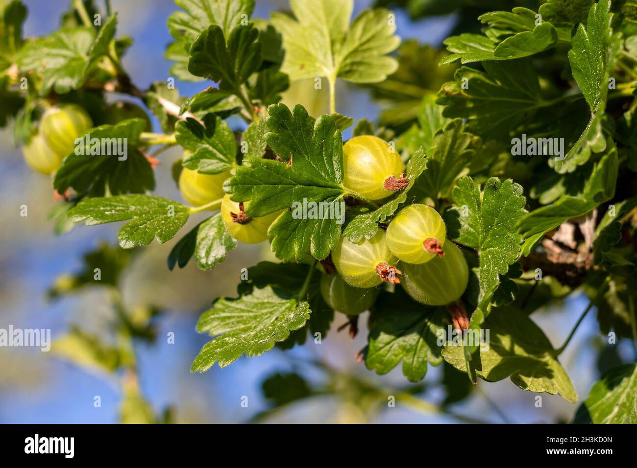 Gooseberry - green gooseberries and leaves growing on the bush in the ...