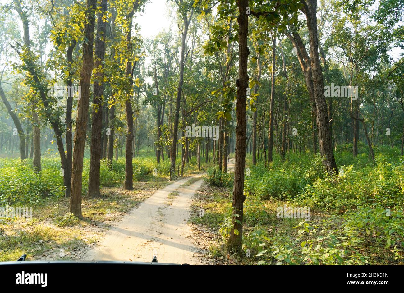 Kanha National Park jungle showing the dense forest trees early morning ...