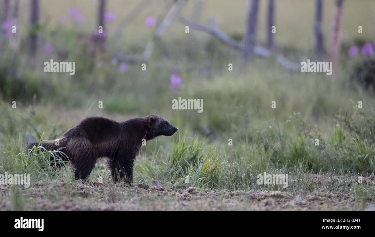 Wolverine in forest hi-res stock photography and images - Alamy