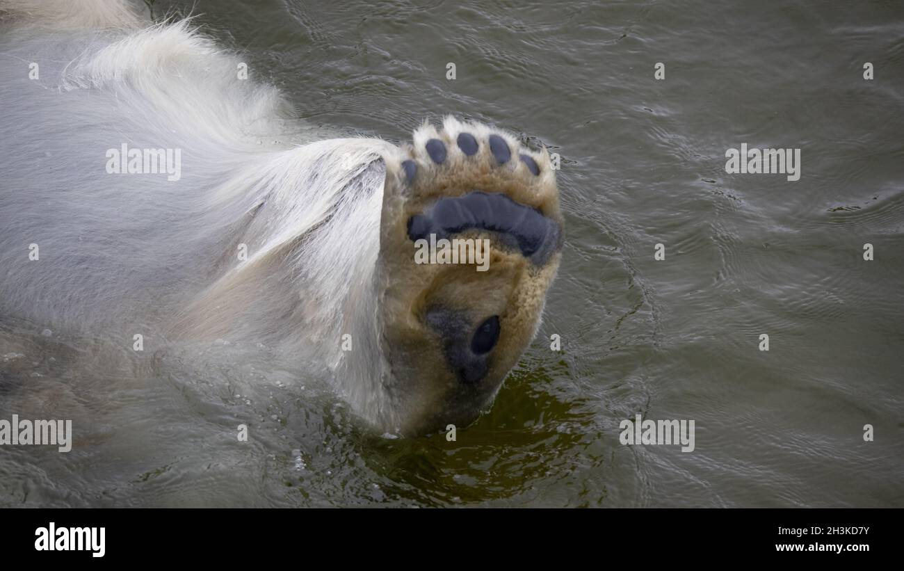 Ice bear foot hi-res stock photography and images - Alamy
