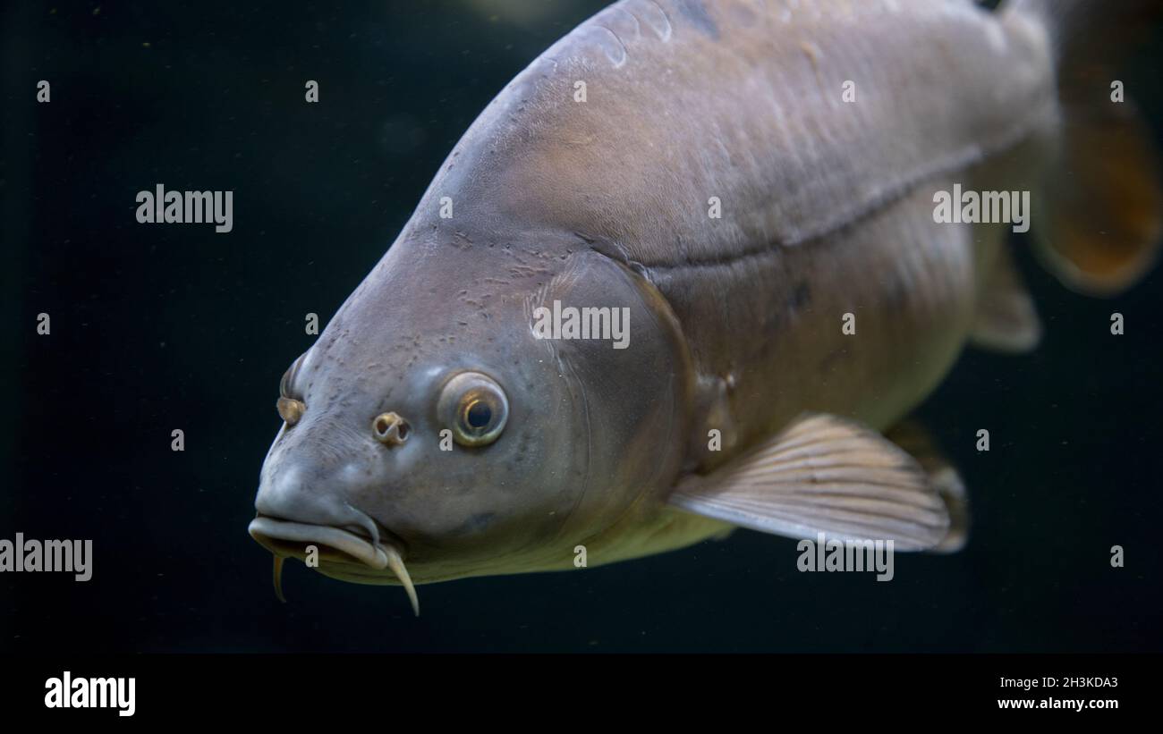 Carp portrait hi-res stock photography and images - Alamy